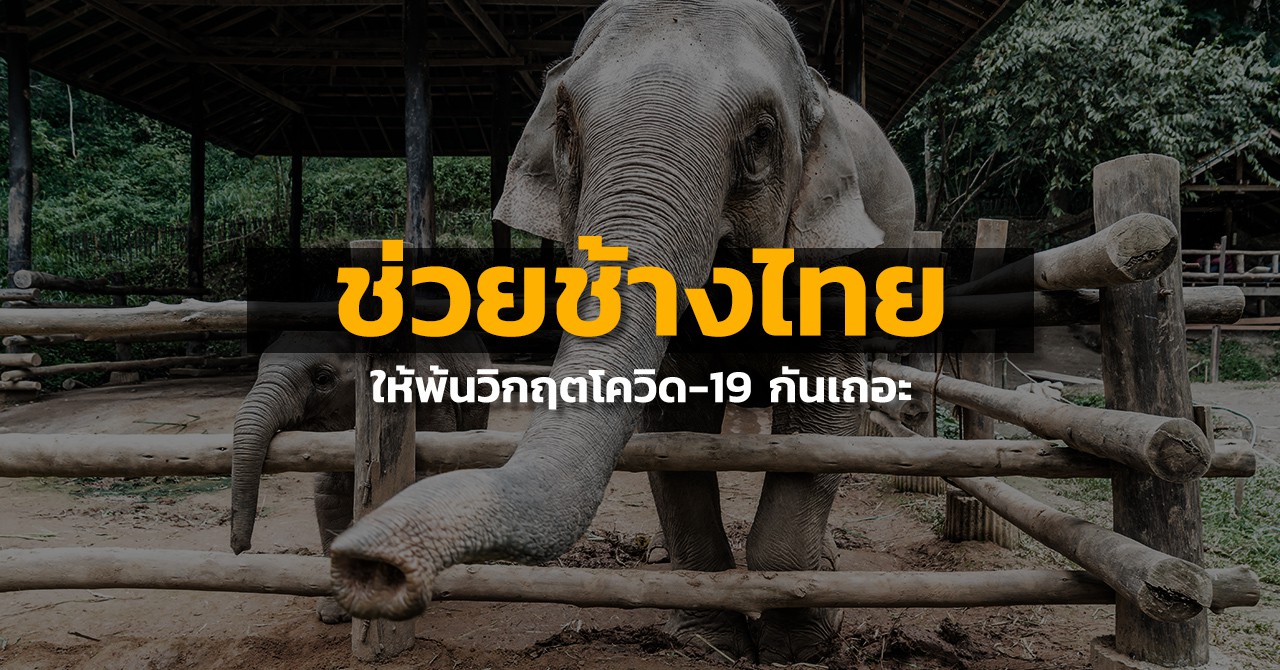 Let's Help Save Thai Elephants from Starvation | Siam2nite