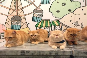 16 Cat Cafés in Bangkok with Friendly Felines & Tasty Treats | Siam2nite