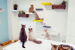 16 Cat Cafés in Bangkok with Friendly Felines & Tasty Treats | Siam2nite